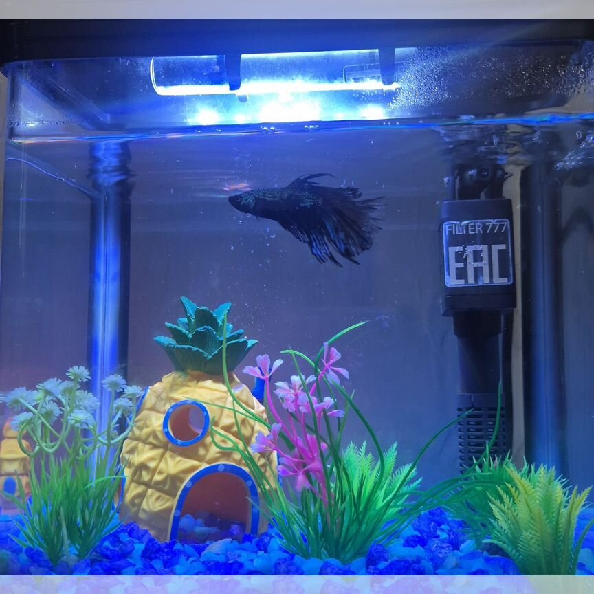 Аквариум с рыбкой