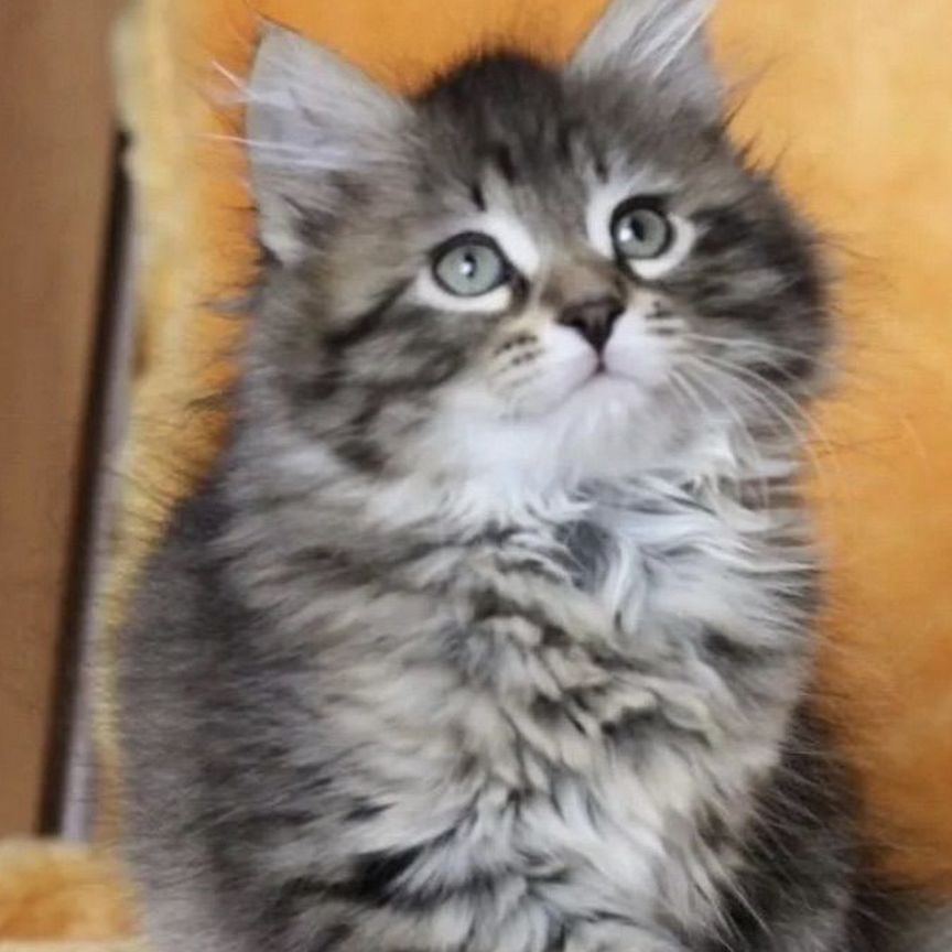 Сибирский котёнок