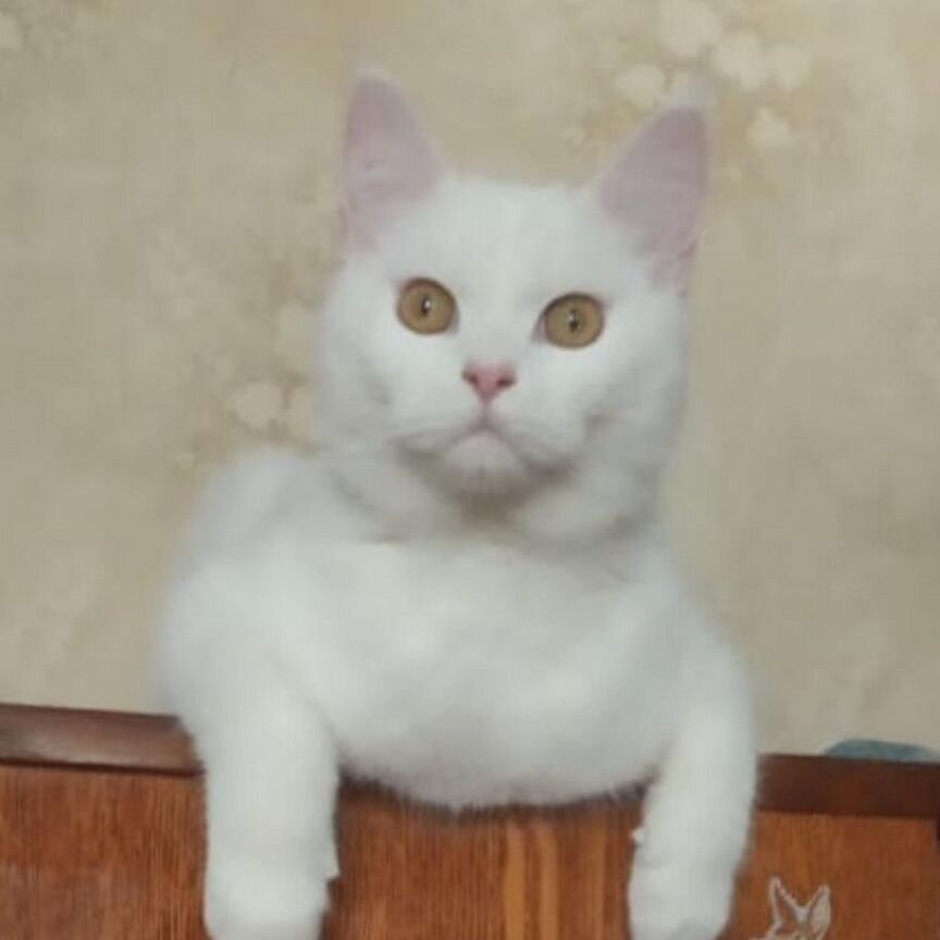 Котенок(метис-экзот,мейкун