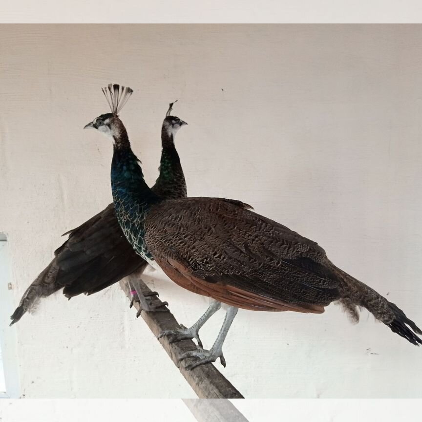 Индийские павлины