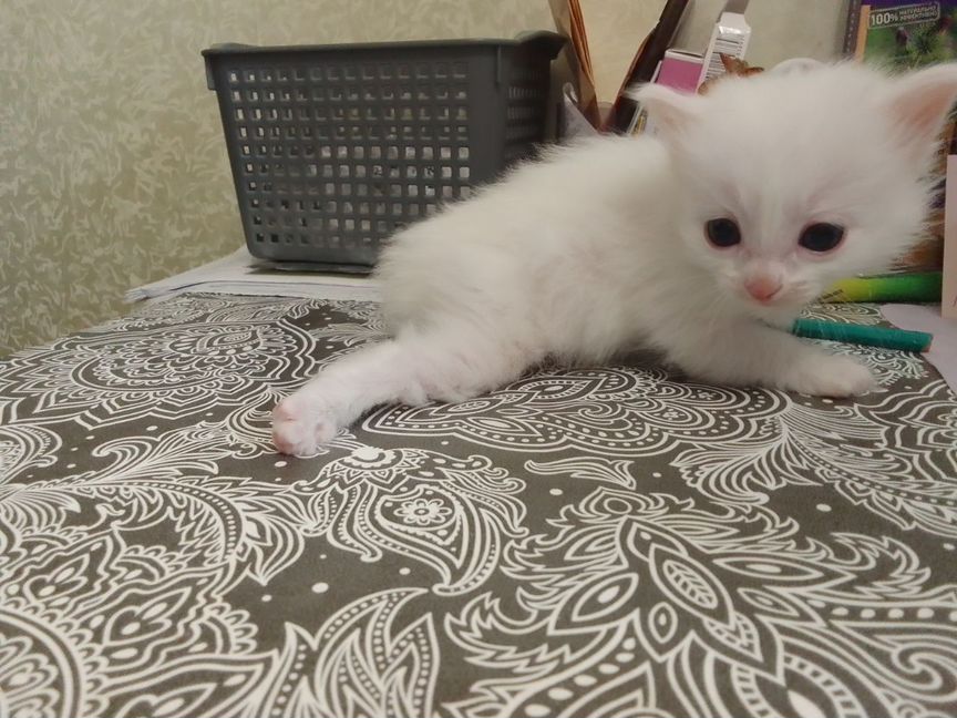Отдам котят в добрые руки