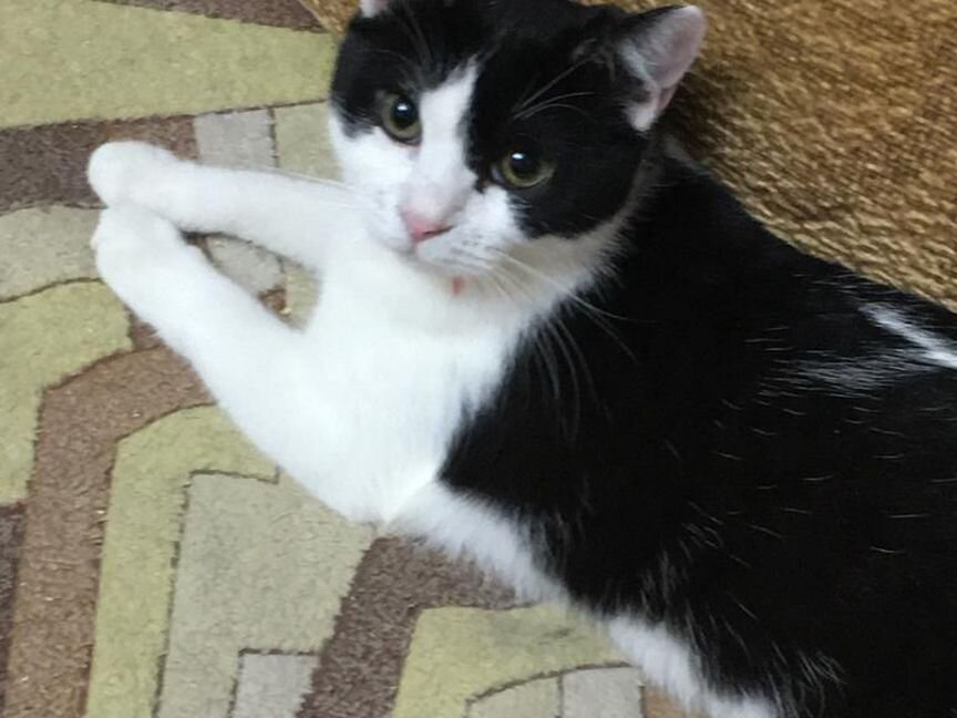 Британка в добрые руки