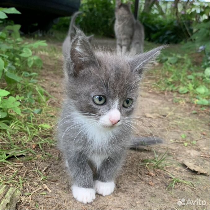 Серый с белым котенок девочка кошка