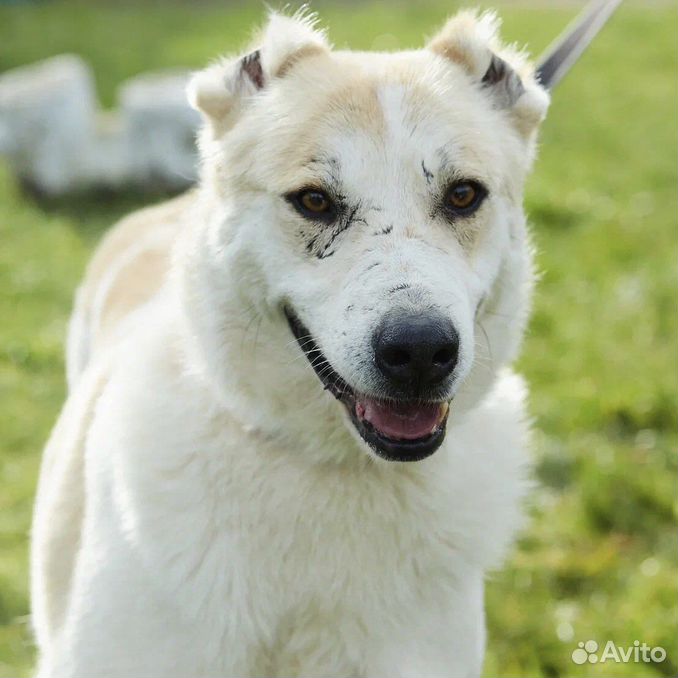 Нано-алабай мечтает о доме