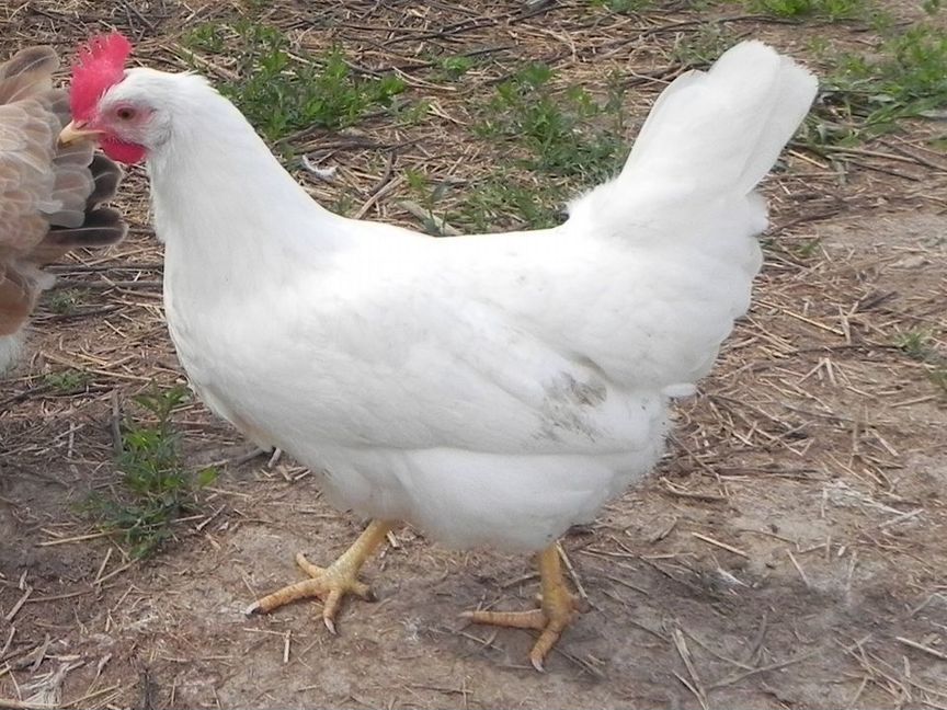 Куры несушки породы Леггорн