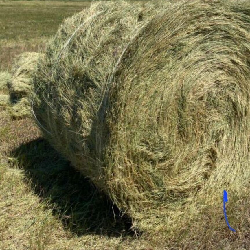 Продам сено в рулонах