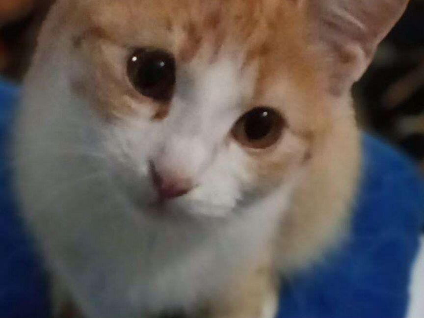 Рыжий котёнок мальчик