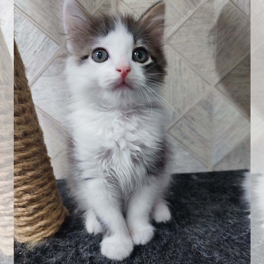 Котёнок в добрые руки