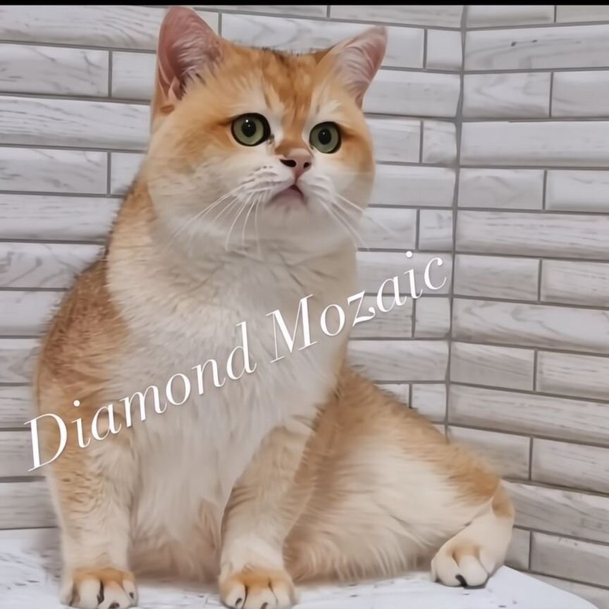 Шотландский прямоухий короткошёрстный кот, вязка