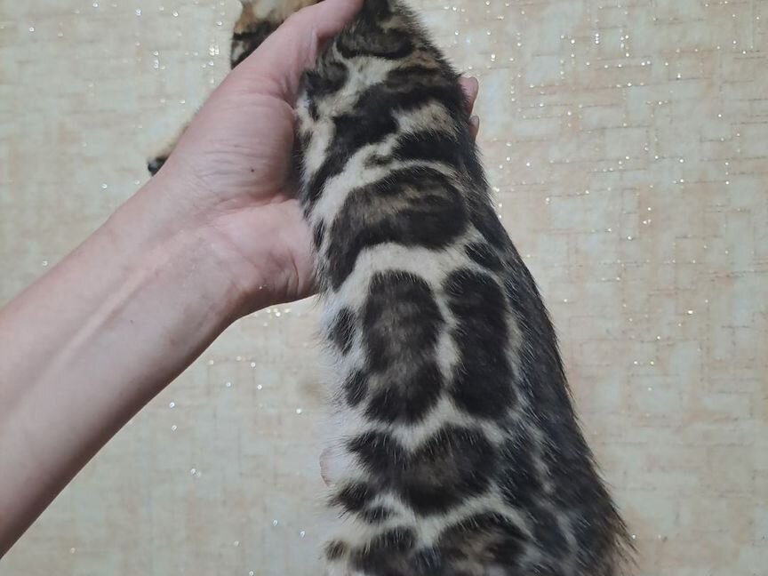 Бенгальские котята с документами