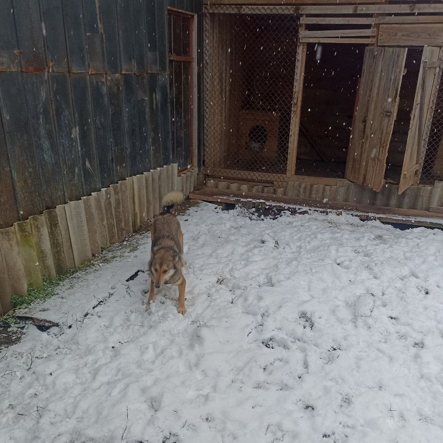 Западносибирская лайка, взрослая собака