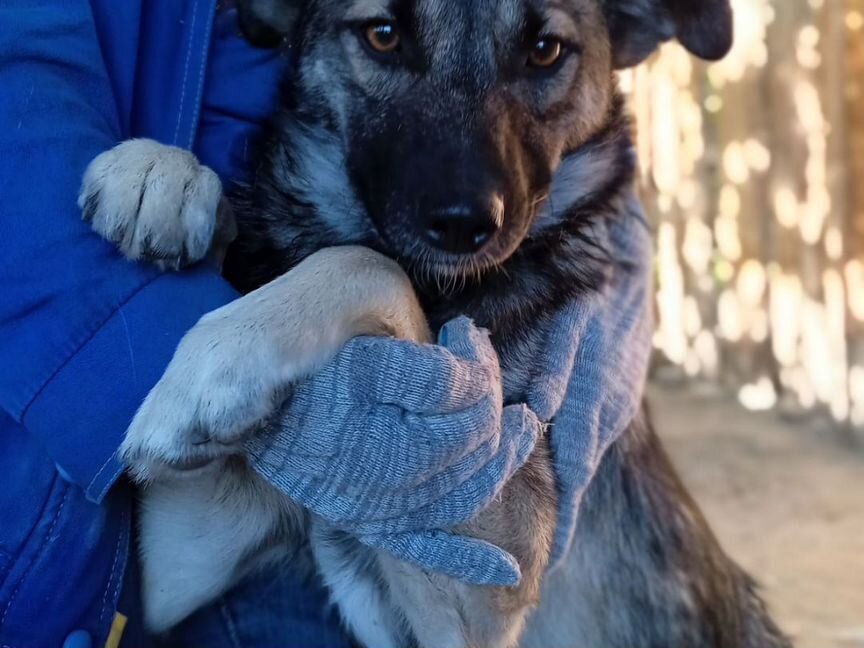Собаки бесплатно в добрые руки