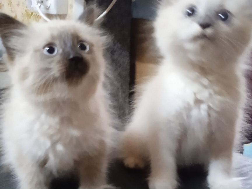 Котята Невская маскарадная