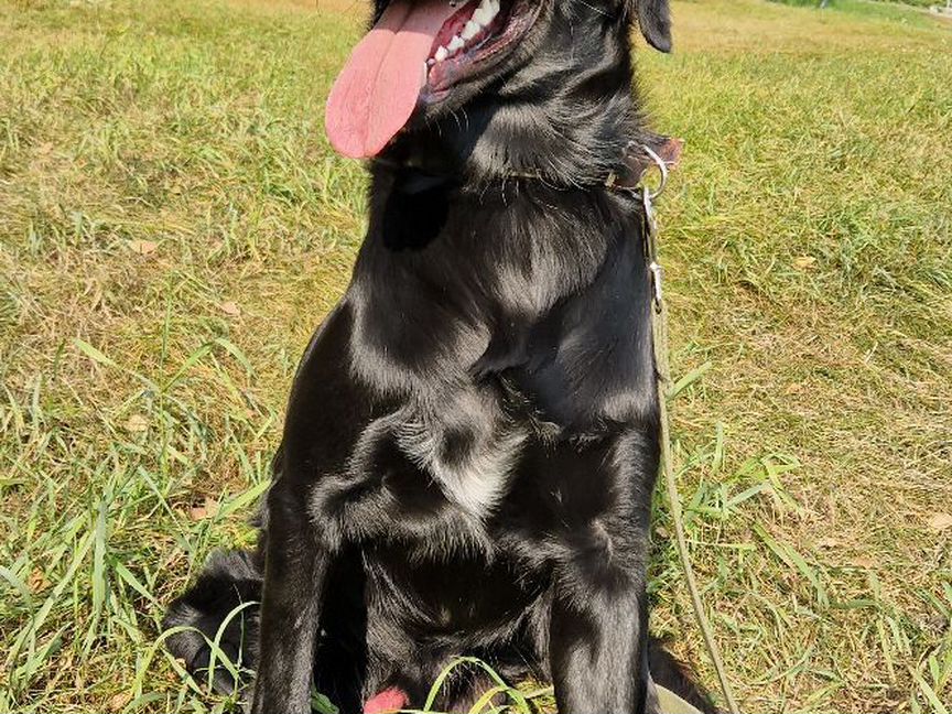 Красавец Милан из приюта в добрые руки