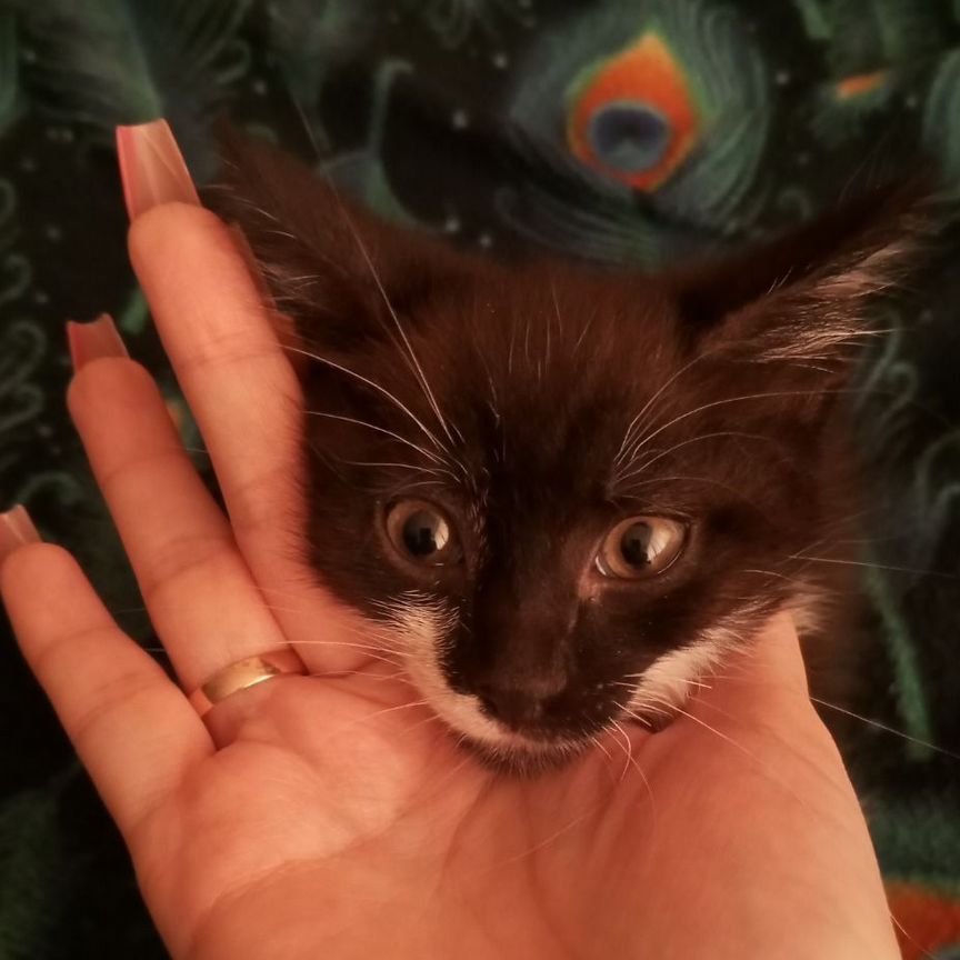 Котёнок в добрые руки