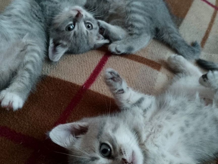 Британские котята
