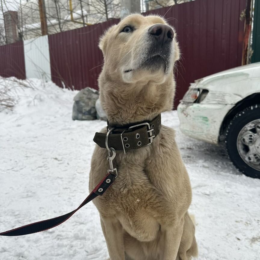 Найдена сука Сао