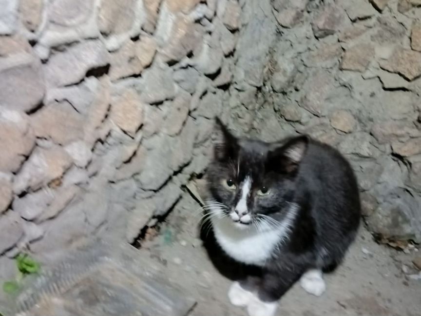 Молодому котику очень нужен дом