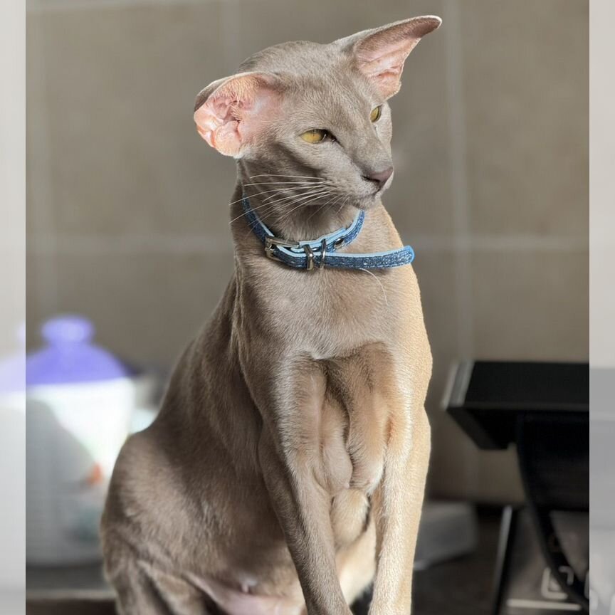 Ориентальная кошка, взрослая