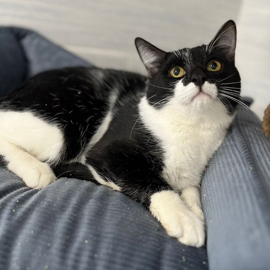 Котенок шикарный привитый красавчик