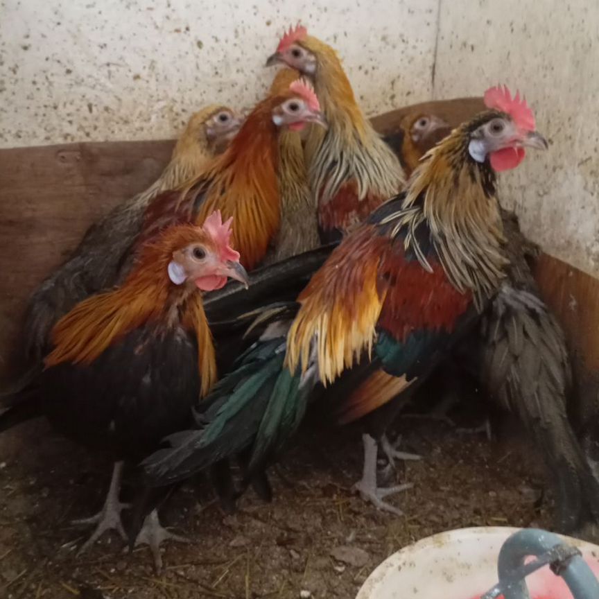 Петушки Феникс