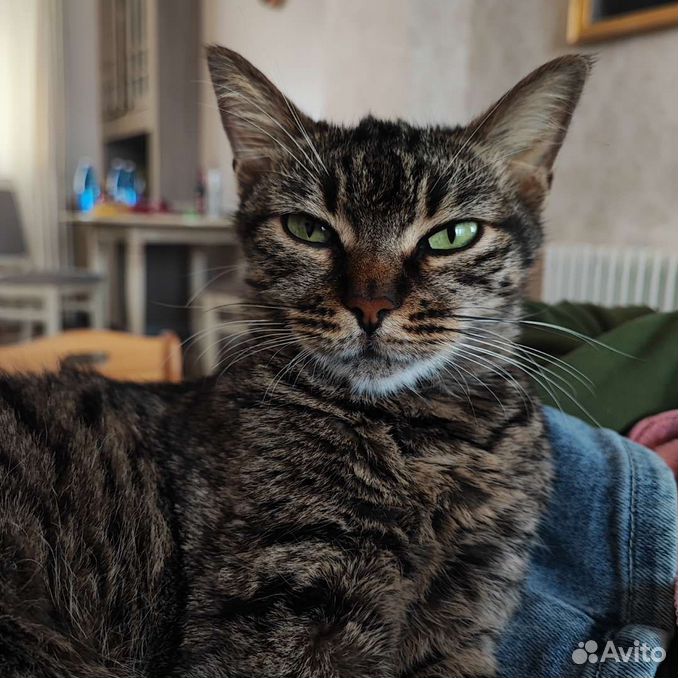 Кошка с диагнозом вик в добрые руки