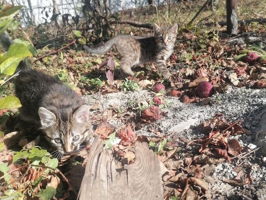 Котята в добрые руки