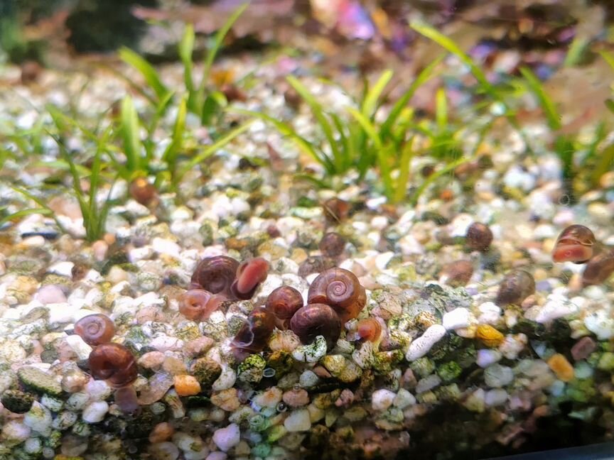 Улитки аквариумные теодоксусы