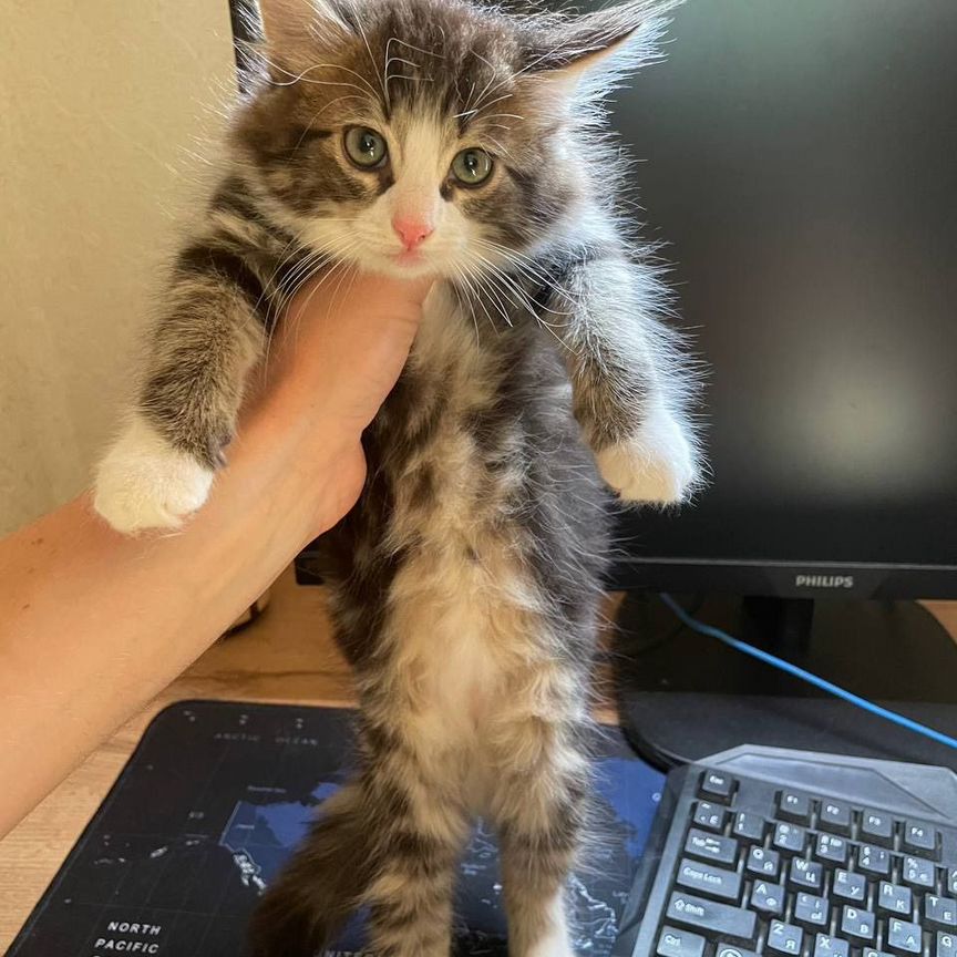 Котята мальчики 2 месяца