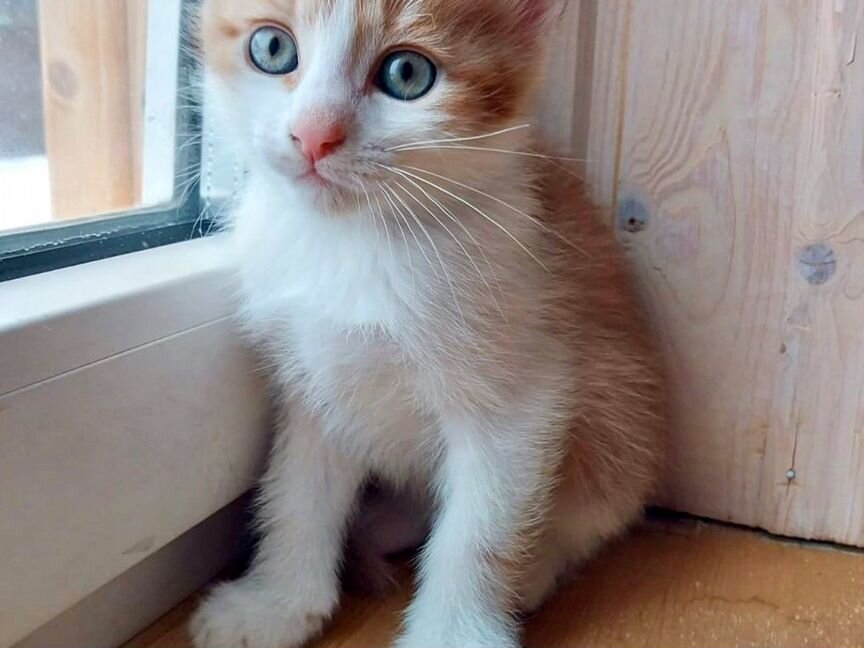 Котенок Сеня ищет дом