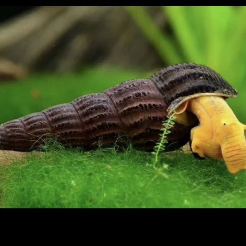 Улитки креветки