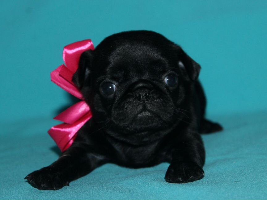 Шикарные щенки мопса