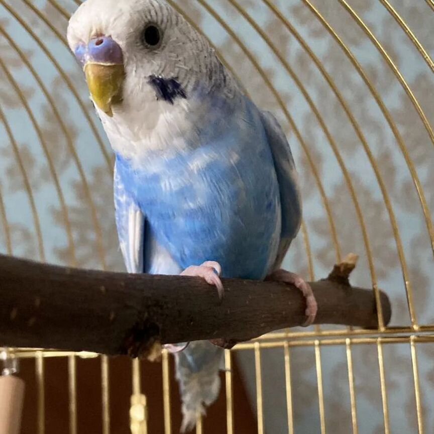 Волнистый попугай с клеткой