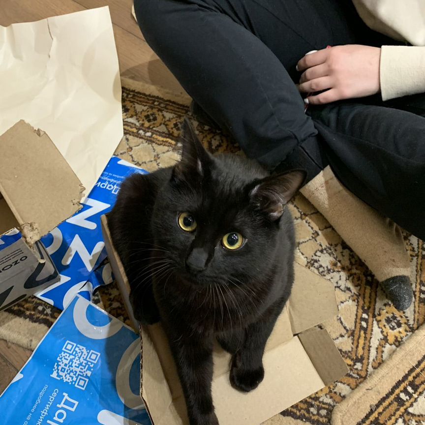 Отдам кота в добрые руки