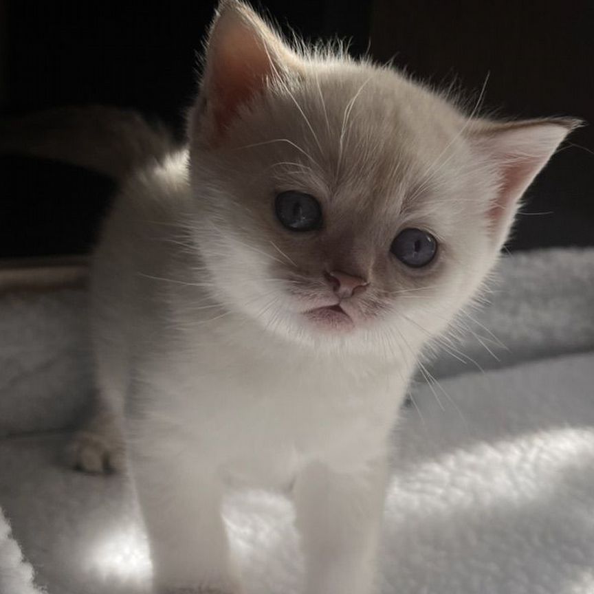 Шотландский вислоухий короткошёрстный котёнок