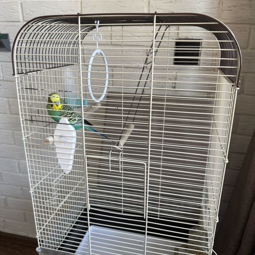 Попугай с клеткой