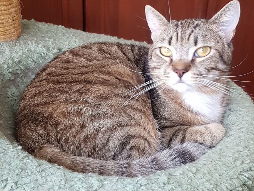 Шотландский кот Мася 1год кастрирован, привит