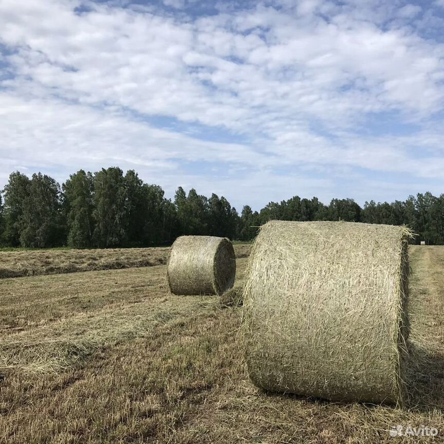 Сено новый урожай