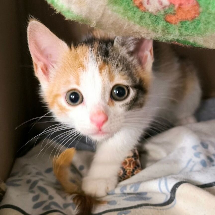 Зайка беленькая трехцветочка 1,5 мес