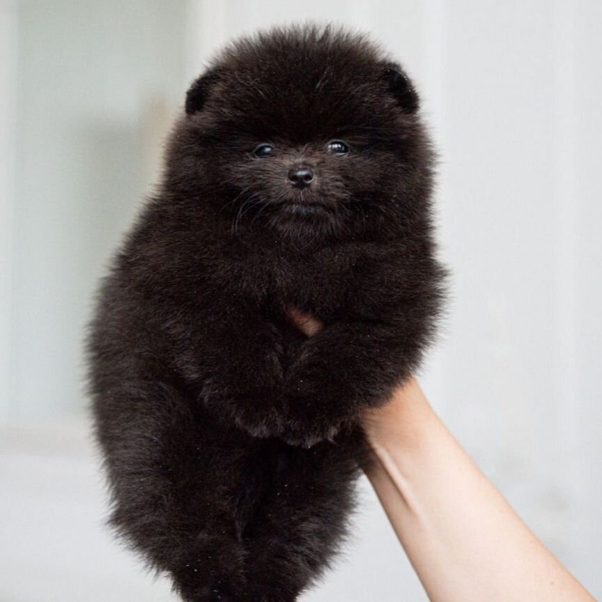 Померанский шпиц