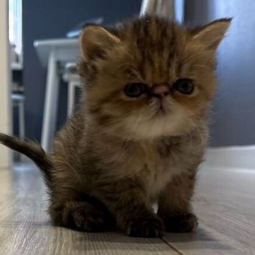 Экзотические короткошерстные котята