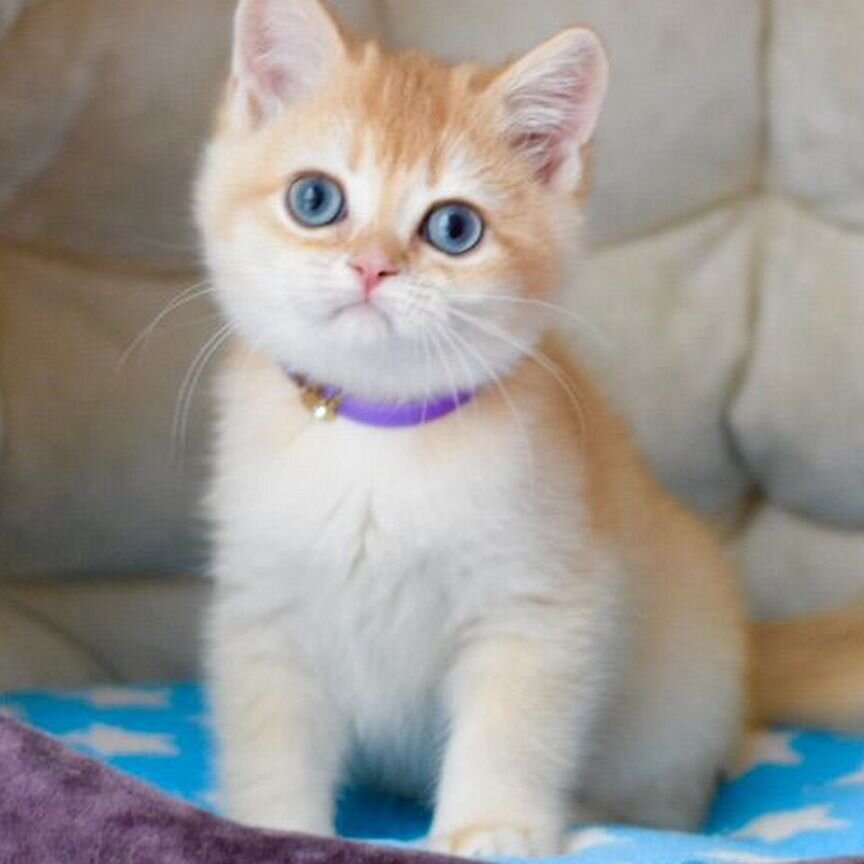 Золотая шоколадная шиншилла мальчик by12