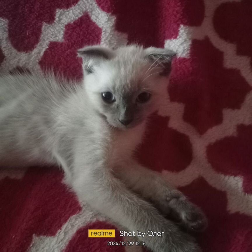 Колор пойнт