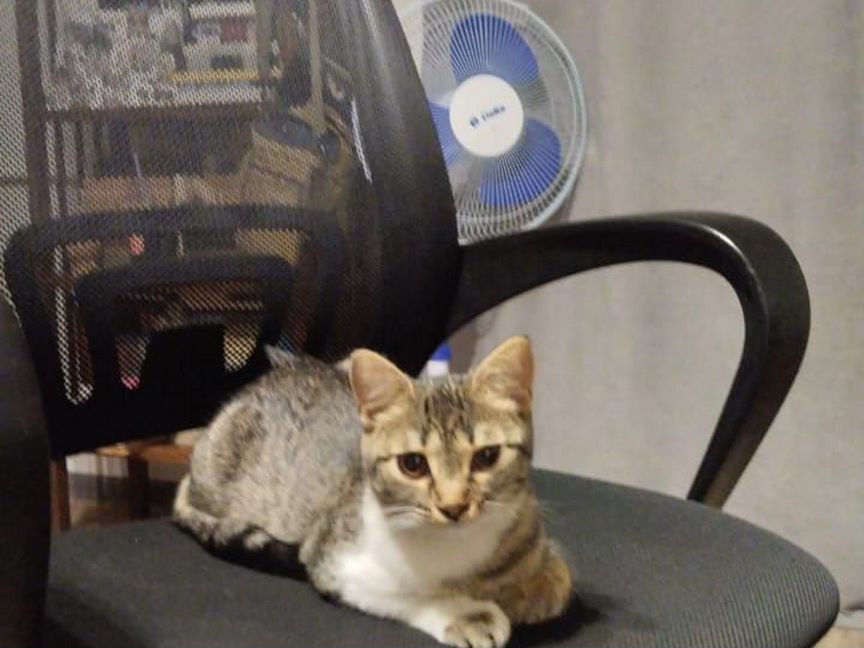 Кошка