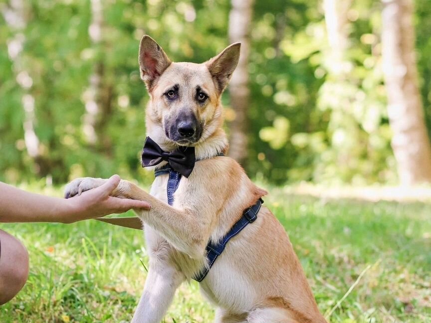 Собака в добрые руки