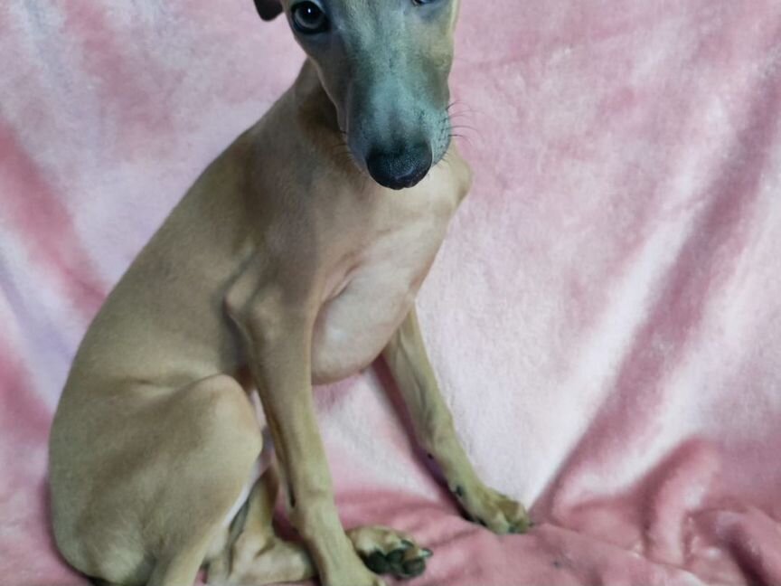 Красивый щенок левретки