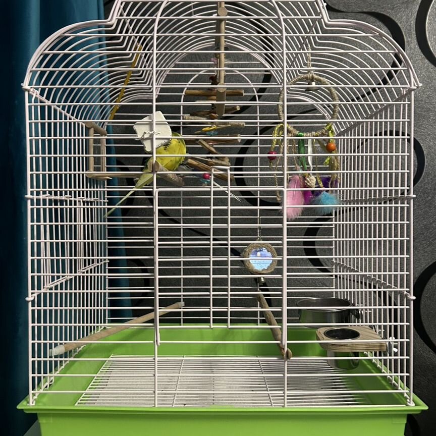 Попугаи волнистые с клеткой, кормушкой, поилкой