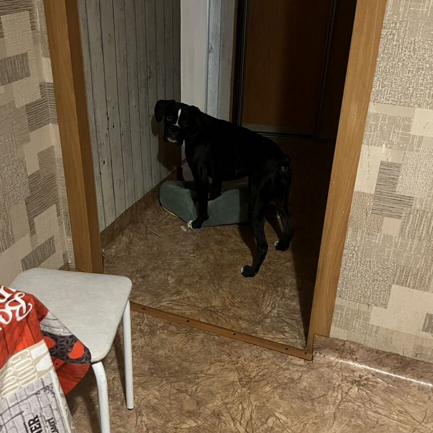 Собака в добрые руки щенок