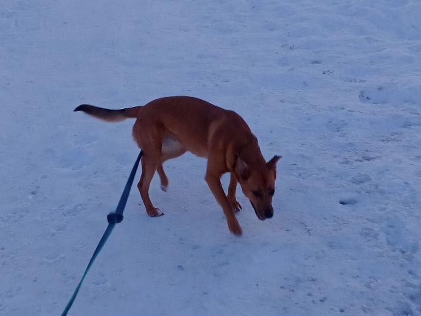 Собака девочка в добрые руки