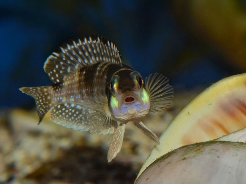 Ракушковая цихлида (Lamprologus meleagris)